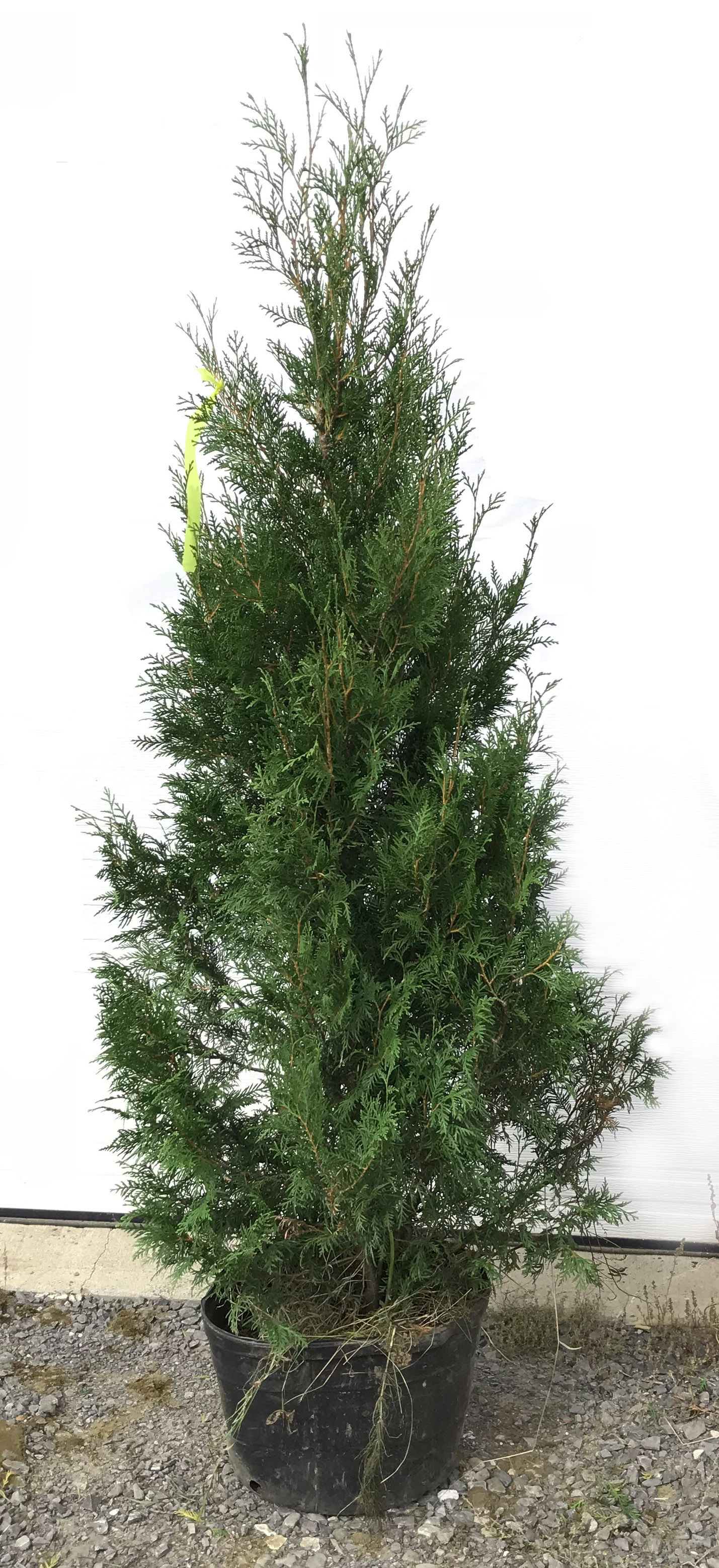 Nos cèdres - Beaucèdre